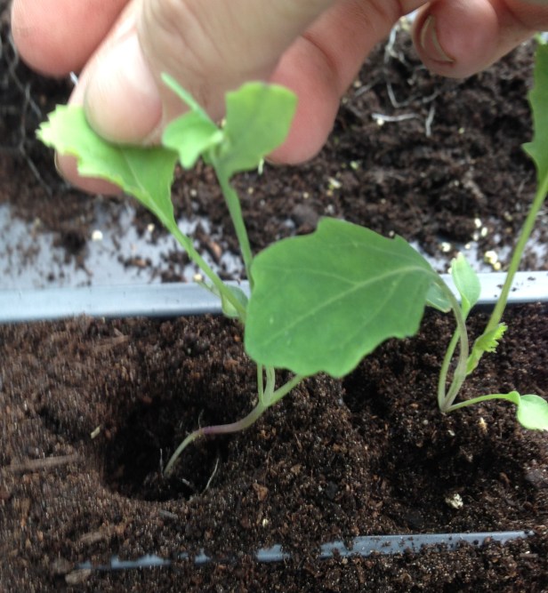 Potting on – Allotment Life