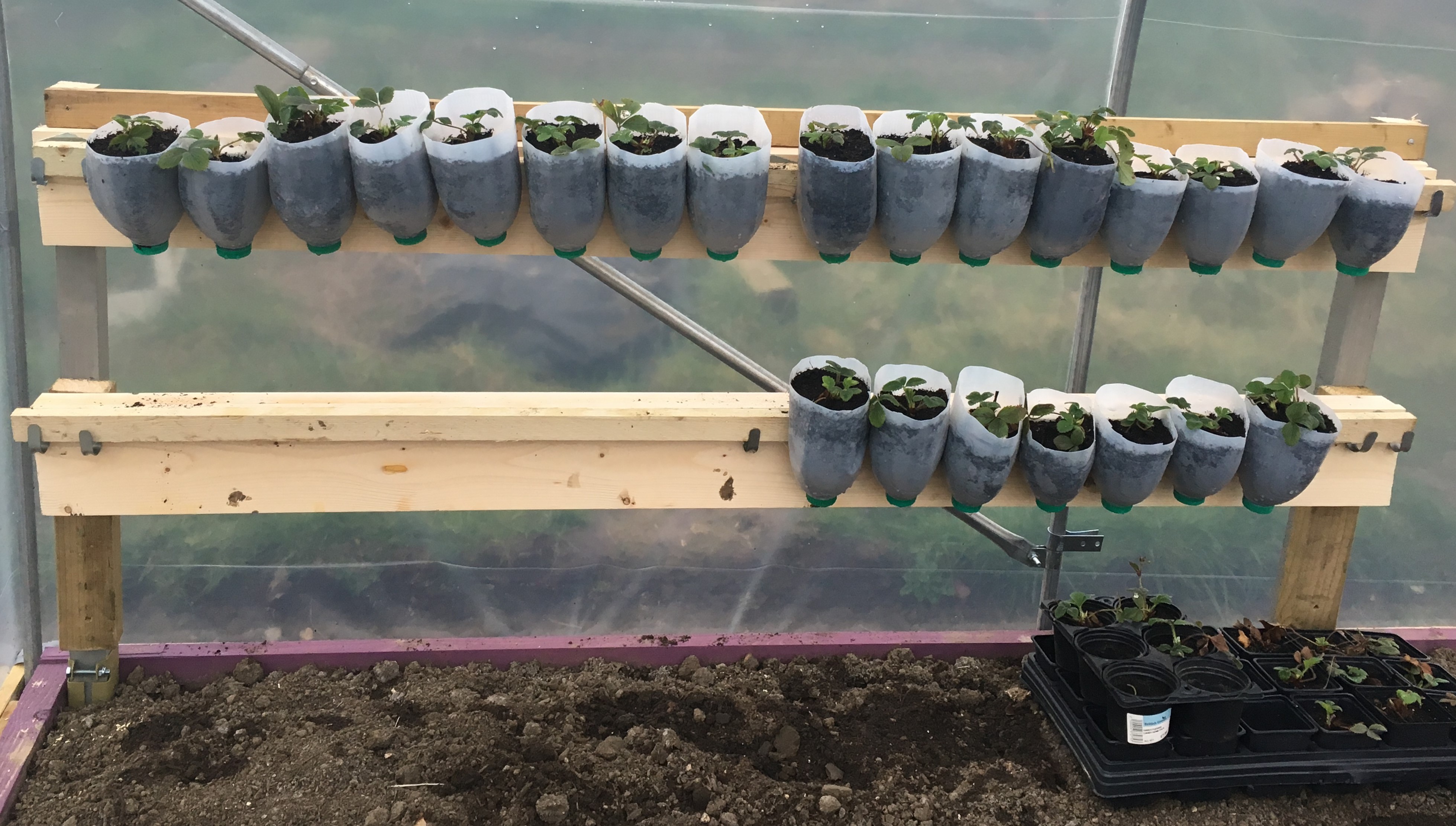 Strawberries in the polytunnel – Allotment Life
