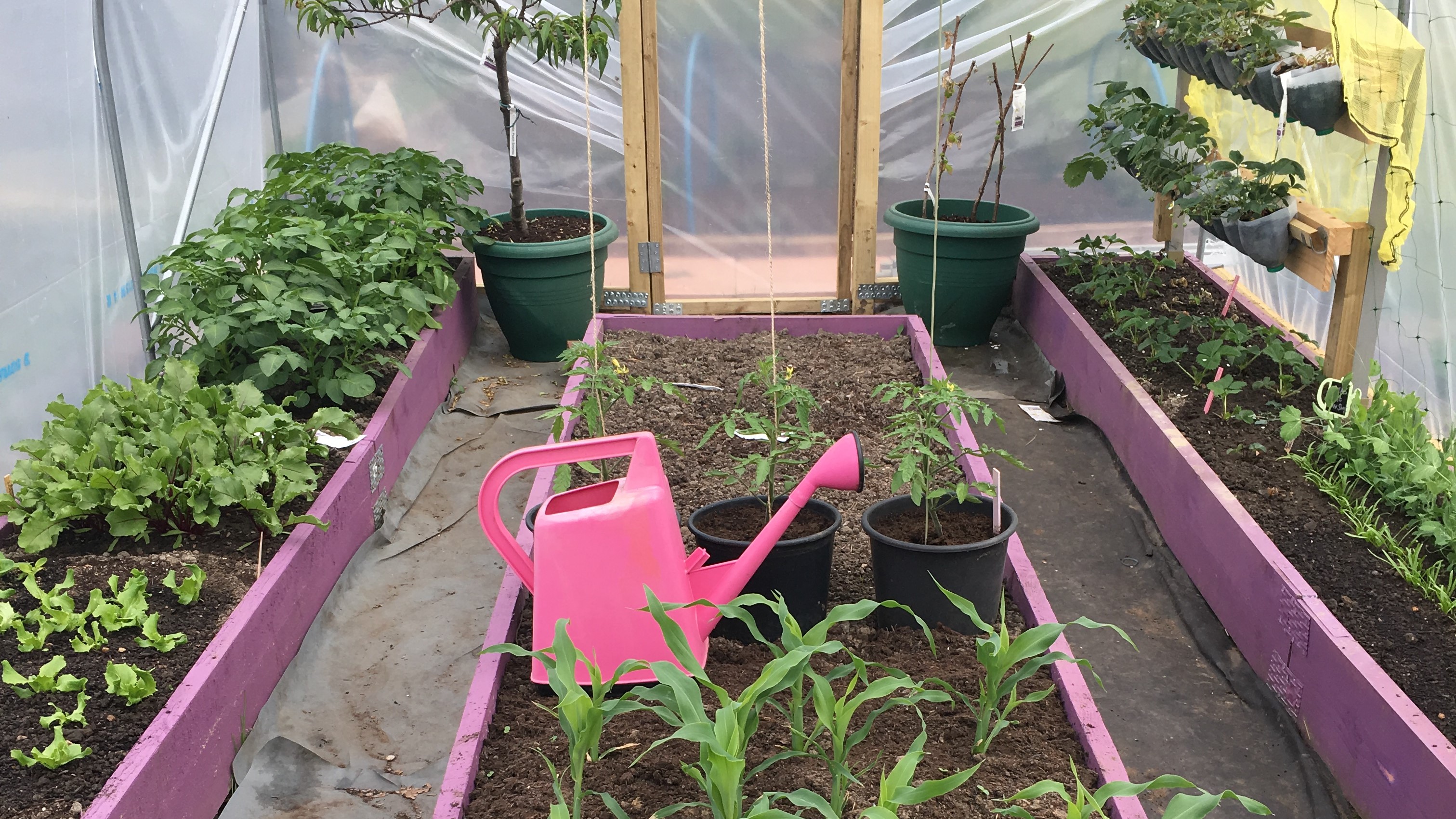 Life in the polytunnel – Allotment Life