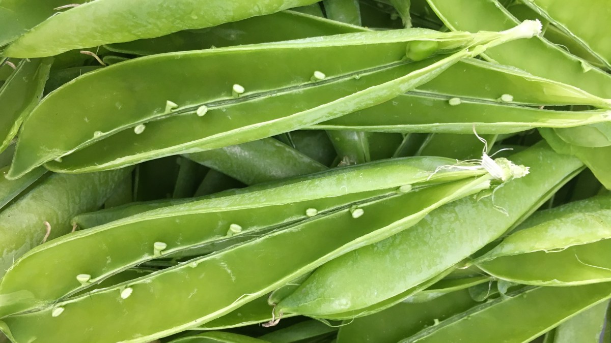 Processed peas – Allotment Life