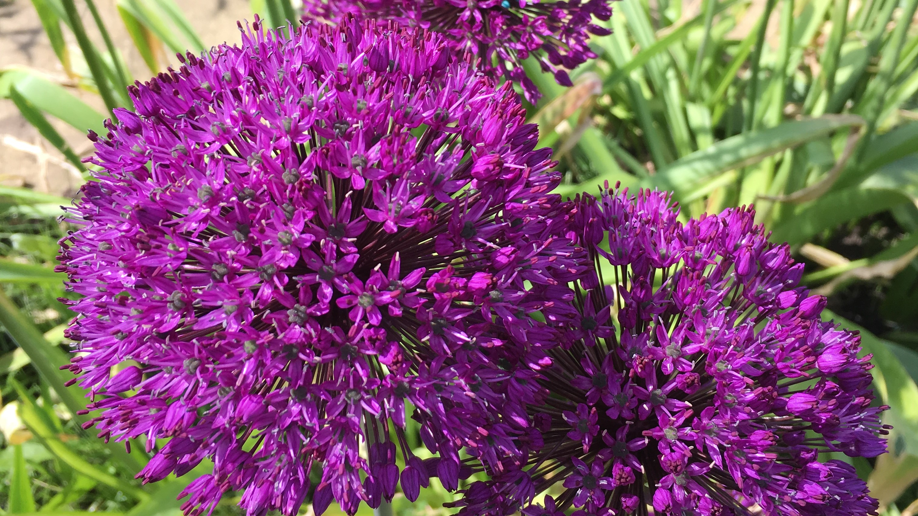 The nectar bar is open – Allotment Life