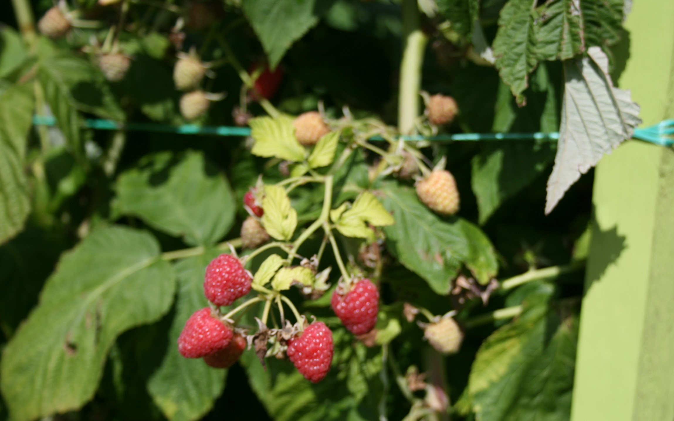 raspberries joan j – Allotment Life