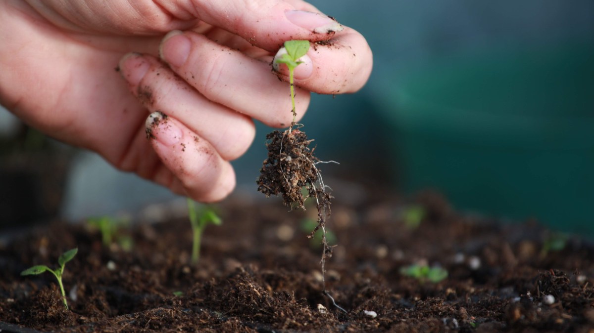 The dark art of transplanting explained – Allotment Life