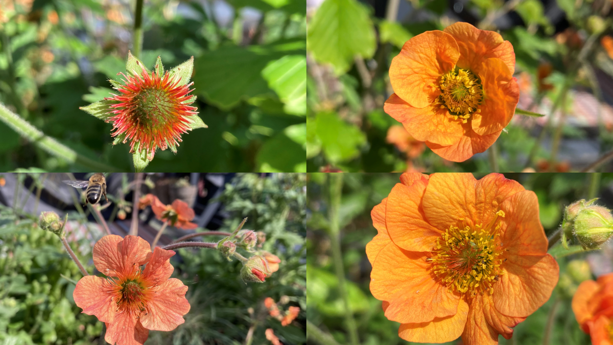 Ages and stages of a geum – Allotment Life
