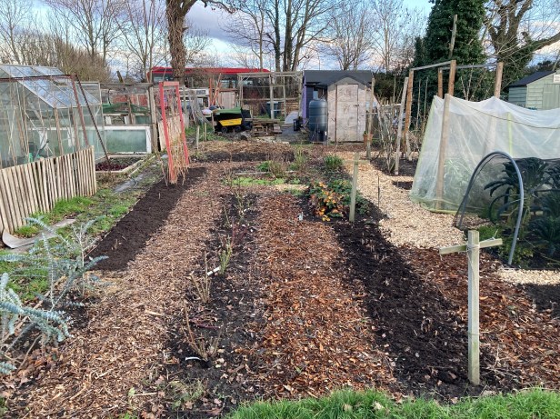 Beds – Allotment Life